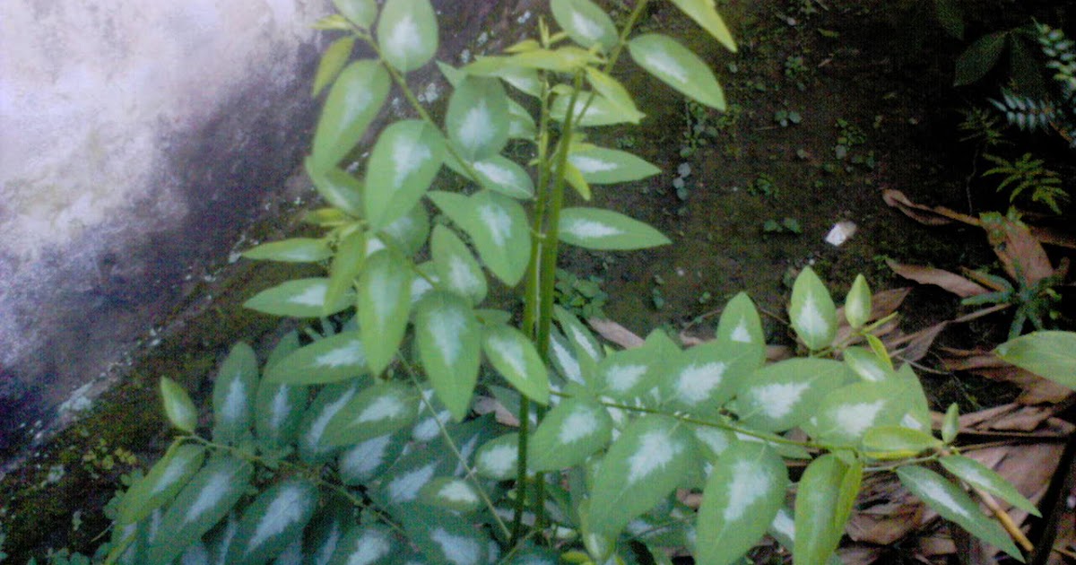 Trend Terbaru Daun KATU