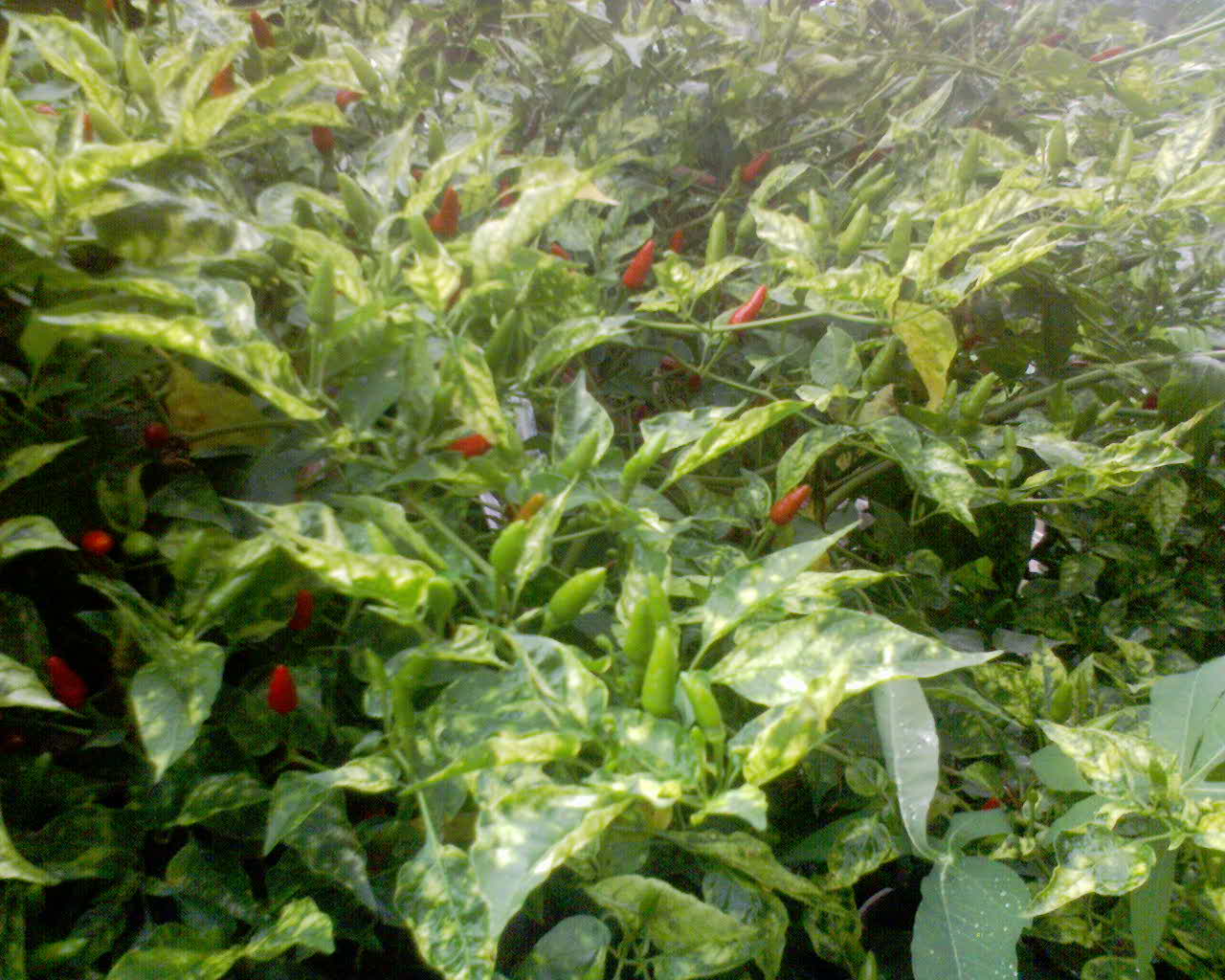 Sayur - Sayuran Sukanegeri: Cabe Rawit di Komering Sukanegeri