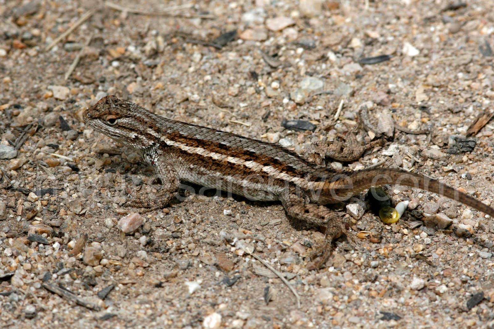 Southwestern fence lizard - Alchetron, the free social encyclopedia