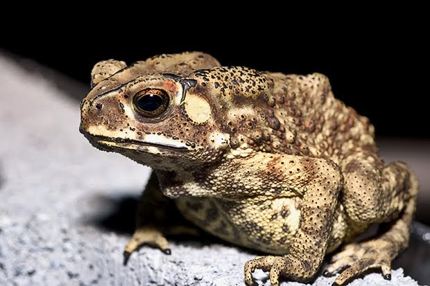 pseudoparanormal: Touch a toad and get a wart.