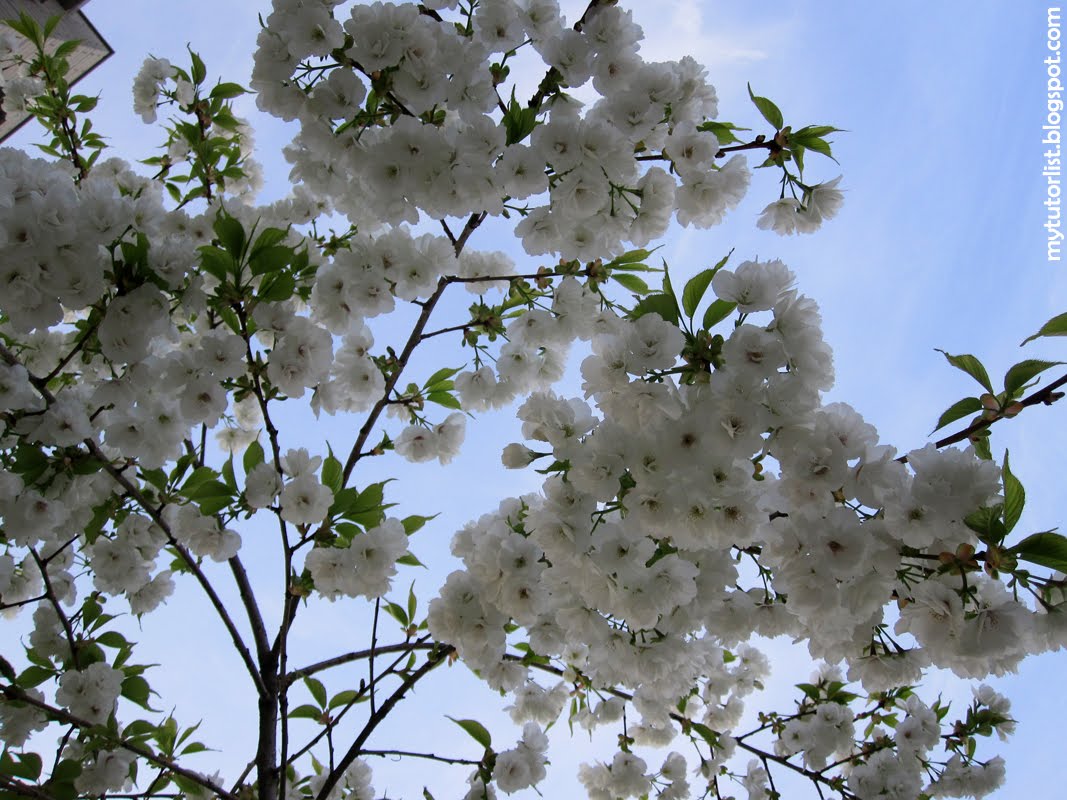 Blue Skies And Cherry Blossoms : Behind Mytutorlist.com