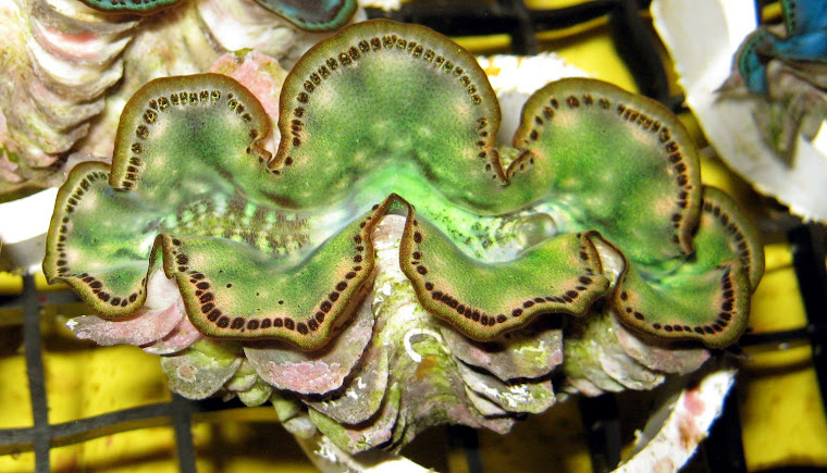 Corals and Aquacultured Clams: Pictures