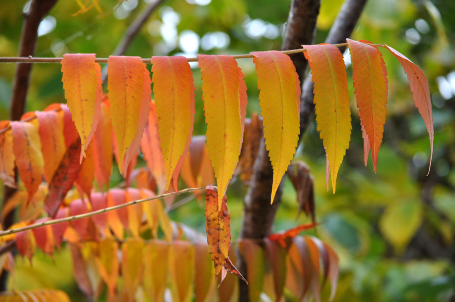 terryography: Flaming Sumac, Flaming Pain