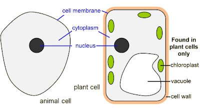 GCSE biology: Animal and Plant Cells
