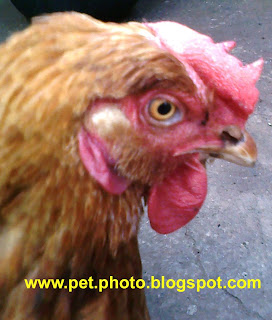 Giriraja Chicken- The Forest King |Photos of Pets