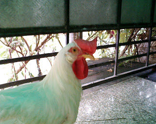 White Lagoon |Photos of Pets