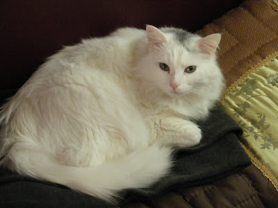 Yo Mama's Blog: Happy Cat Dingleberry Day!