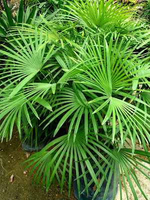 Evica's Landscape Galleria: Rhapis Multifida