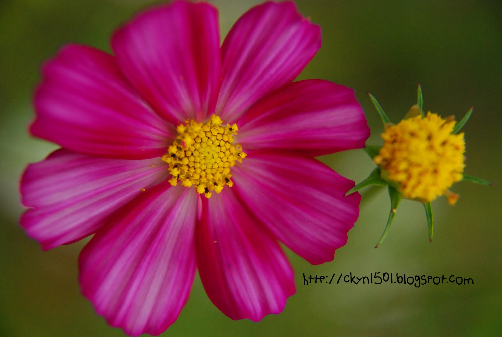 celoteh ckynwan: bunga cosmos segar dari kebun ha ha ha