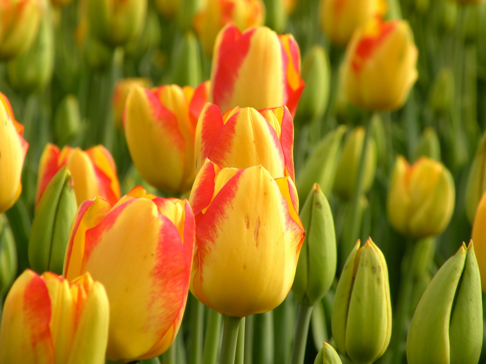 A time for everything: tulip mania
