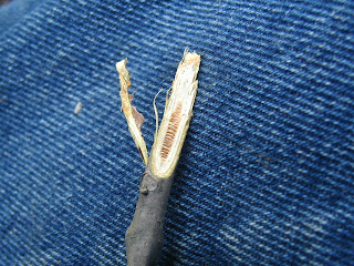 Nature Devotions : Chambered Pith of a Black Walnut