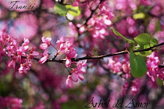 REFLEXIONES: Cayetano Ripoll, maestro, última víctima de la Inquisición