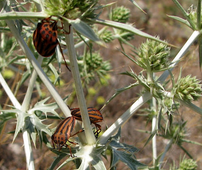 REFLEXIONES: El panical i la salut