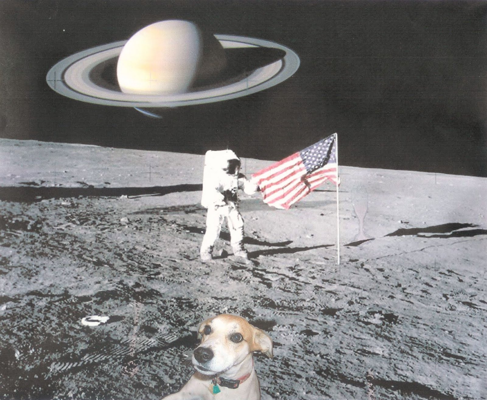 The Dog Chronicles: Dog Movies-- Dogs in Space