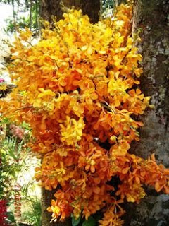 MPV LANDSKAP DAN NURSERI: KEINDAHAN ORKID