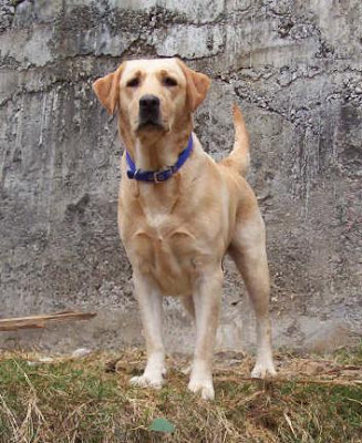 Pictures collection: Dogs Classification in animal kingdom