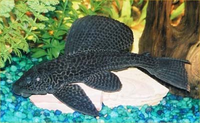 Acuario de La Granja de Noè