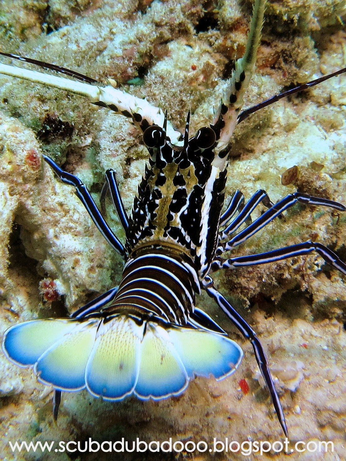 Scubadubadooo!: Painted spiny lobster