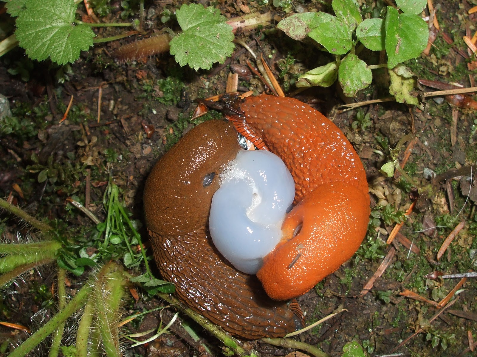 How do slugs make baby slugs? – Chat Forum – Singletrack World Magazine ...