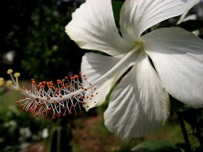 ONLINE PHOTO MAGAZINE | A FREE PHOTOGRAPHY MAGAZINE ऑनलाइन तस्वीर ...