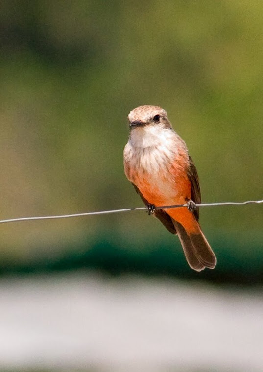 Pyrocephalus rubinus hembra | Birds, Beautiful birds, Birds 2