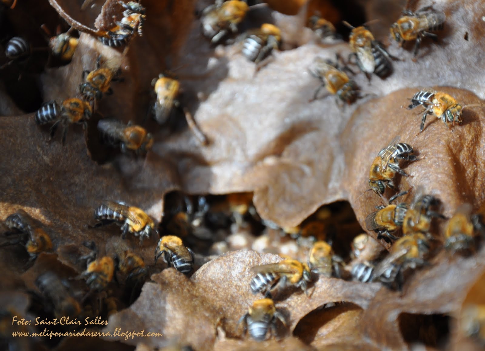 Meliponário da Serra: Abelha Uruçu - Melipona Scutellaris