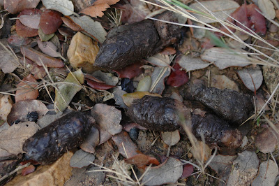 Natura Xilocae: COLEÓPTEROS COPRÓFAGOS