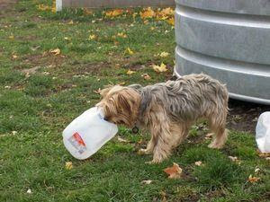 Sunny's Paw: Pookah The Yorkie