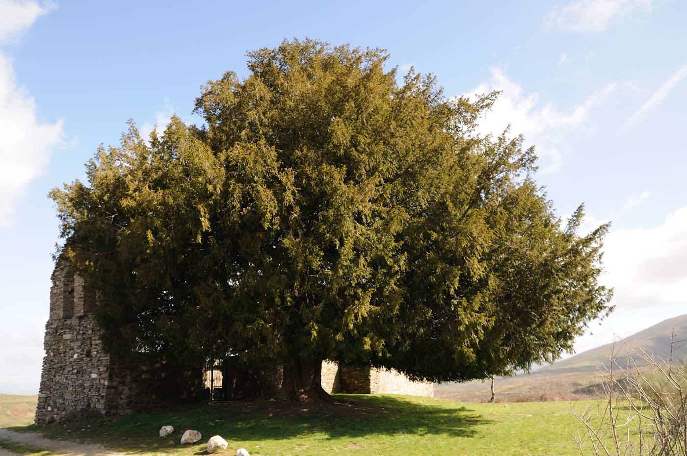Natura jardín: El tejo (Taxus baccata)