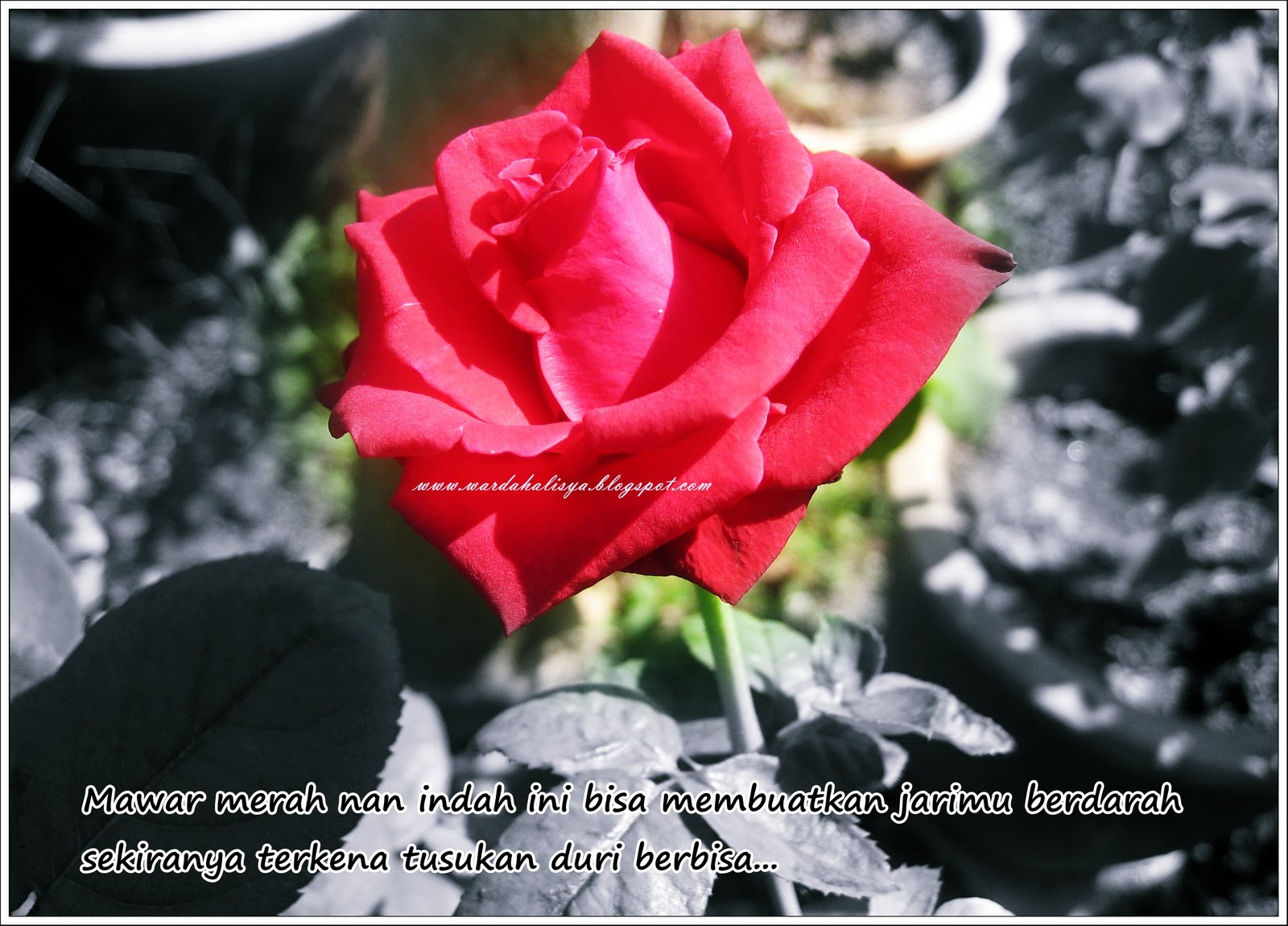 Wardah Alisya: Mawar berduri