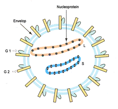viromedica: VIRUS LASSA