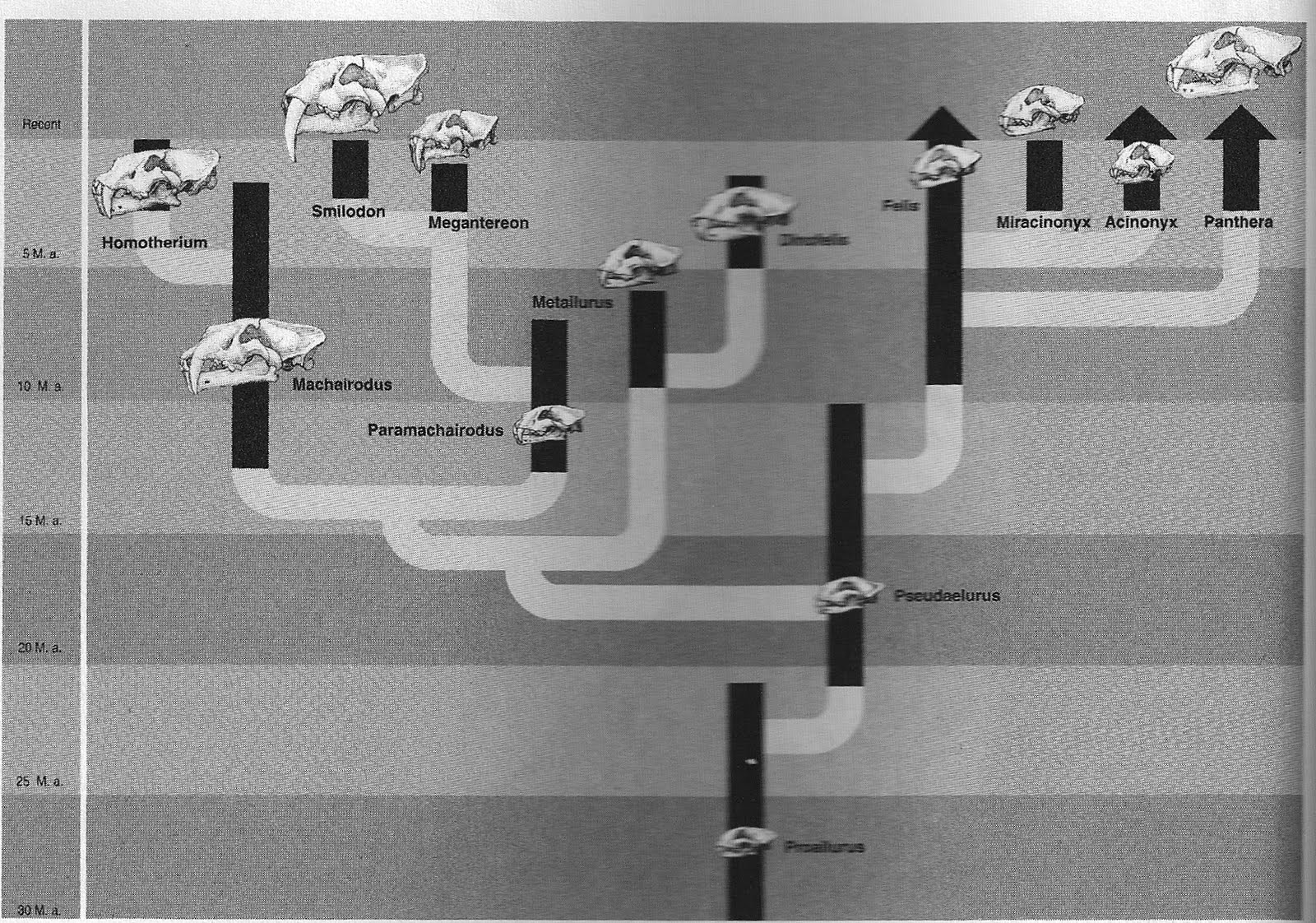 Evolutiebiologie: Fossiele Felidae