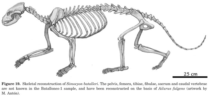 Evolutiebiologie: Valse duimen