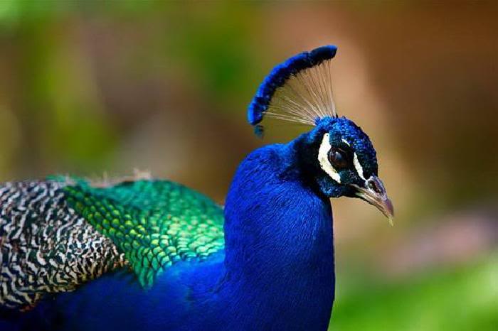 THE BEST IMAGES: Pavão: lindo demais!