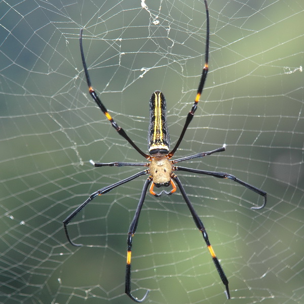 Taiwan Prattler: Arachnophobia in Taiwan
