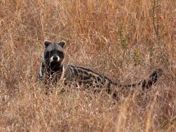 mainly mongoose: A smelly favourite