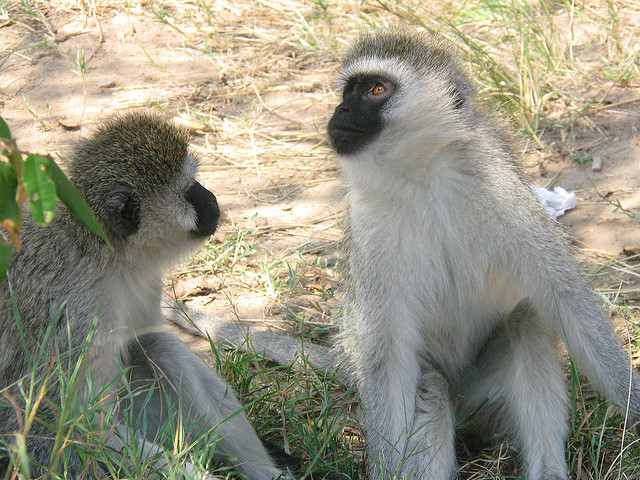 mainly mongoose: Monkey see, monkey do (well, sometimes)