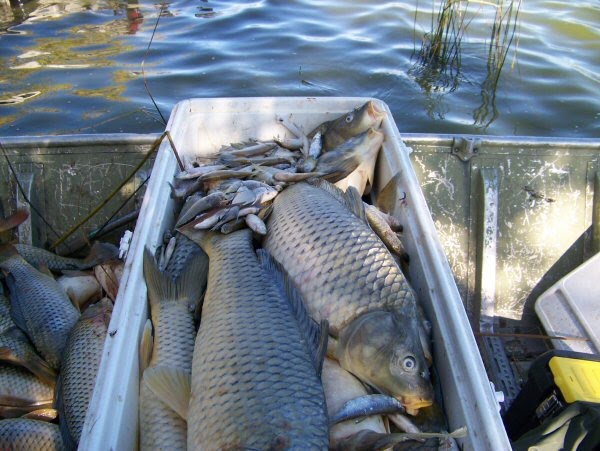 The Dish on Fish: Common Carp - The Biomass Black Hole