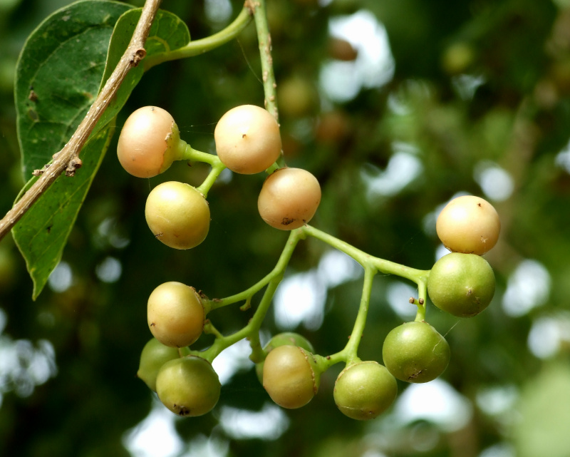 Lasura | Great Pakistan