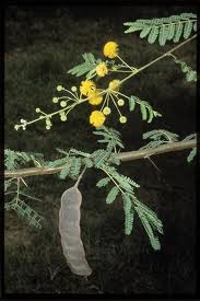 Herbs-Treat and Taste: THE KIKAR OR BABUL TREE