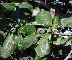 Pictorial Dictionary: wild almond tree