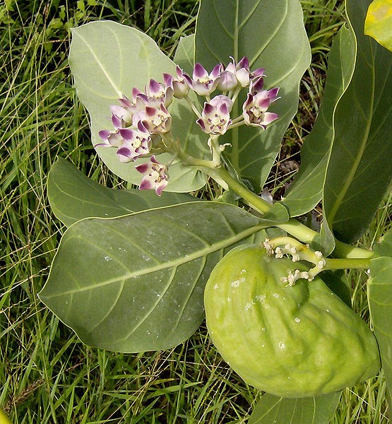 Herbs-Treat and Taste: WHAT IS AAK? THE WONDER WEED (CALOTROPIS PROCERA)