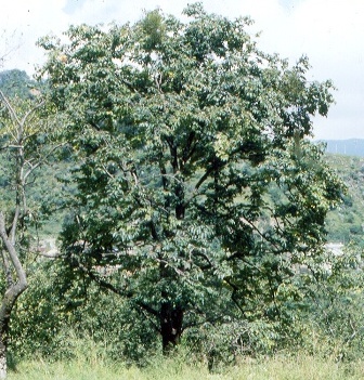 Herbs-Treat and Taste: WHAT IS AMLOOK FRUIT? DATE PLUM OR DIOSPYROS ...