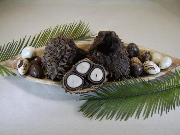 Luna Panacea Jewelry: What is Tagua jewelry?