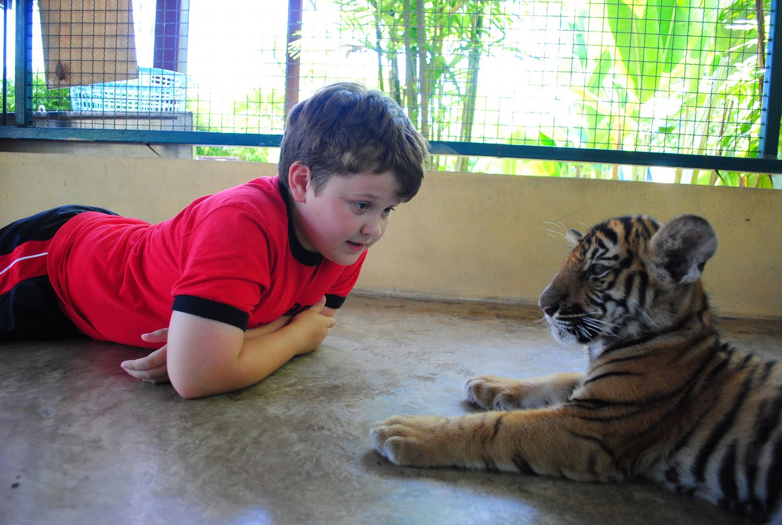 S/V BeBe: Bitten by a tiger near Chiang Mai (not to worry; it was a ...