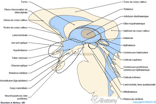 les cours medecine: Le Cerveau [ Illustrations ]