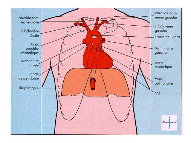 les cours medecine: Le Thorax [ Illustrations ]