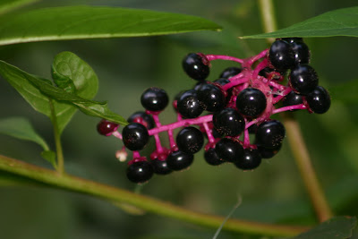 ChangingTimes: Pokeberry