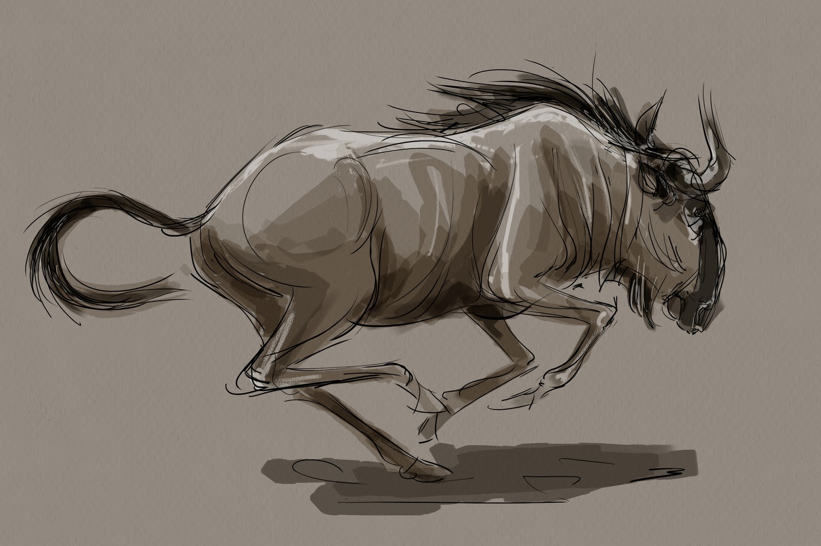 Animal and Life Drawing Blog: Wildebeest