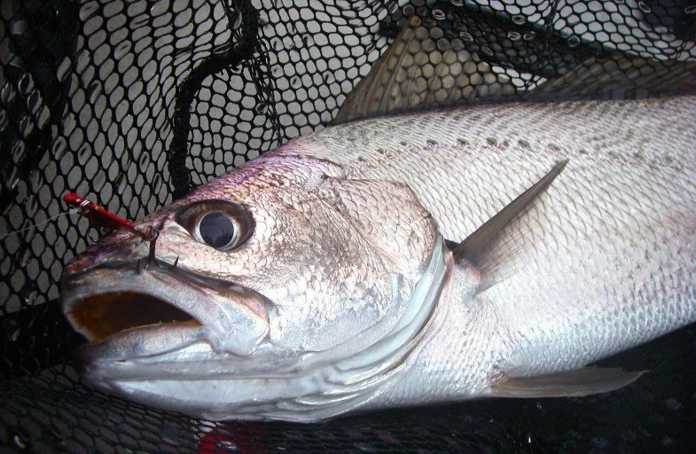 Kayak Fishing Sydney Weekly Report: First Jewfish of Winter - Georges River